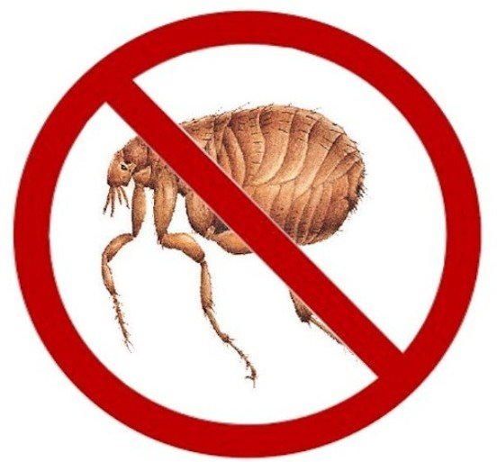 How to Kill Fleas? - Best Ways to Kill Fleas